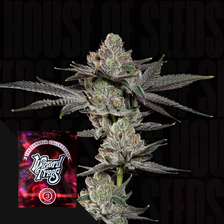 Wizard Tree Exklusive Cannabis Samen – Gas Station Co. Seeds