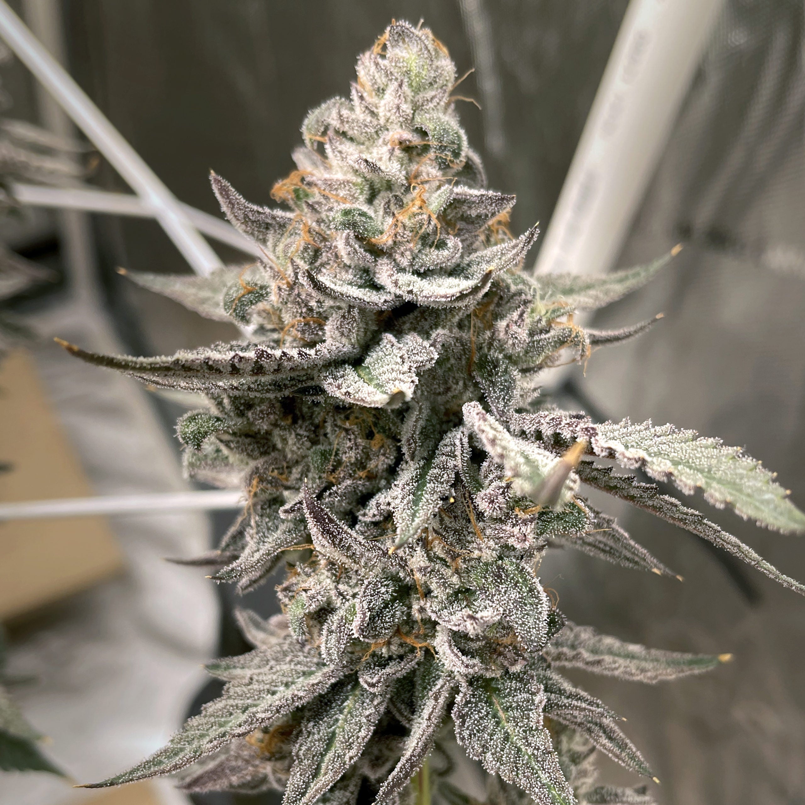 Beaver Cookies Feminized Seeds – Elev8 Seeds Genetics – Gas Station Co ...