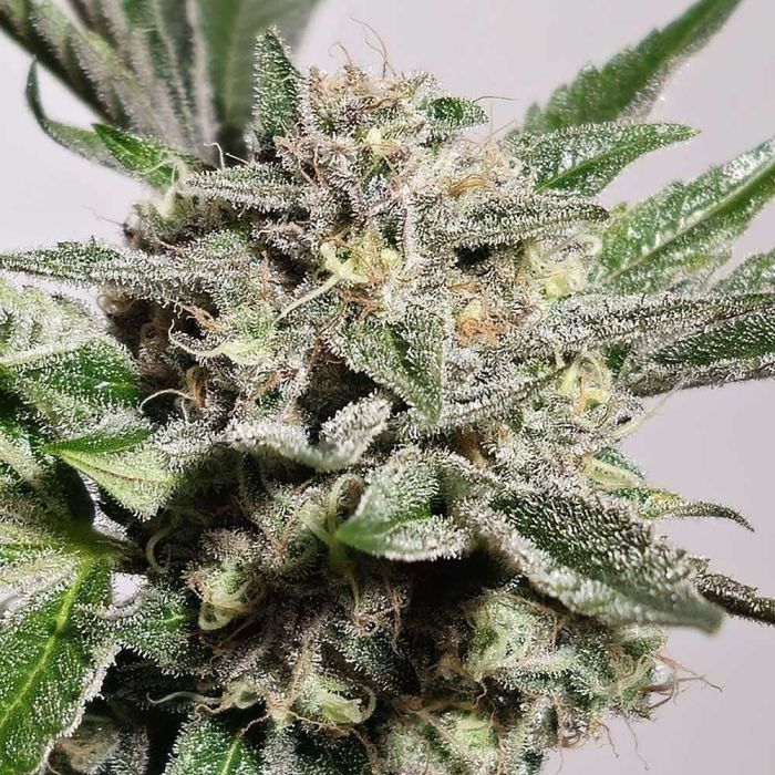 Pink Fritter - Karma Genetics – Gas Station Co. Seeds